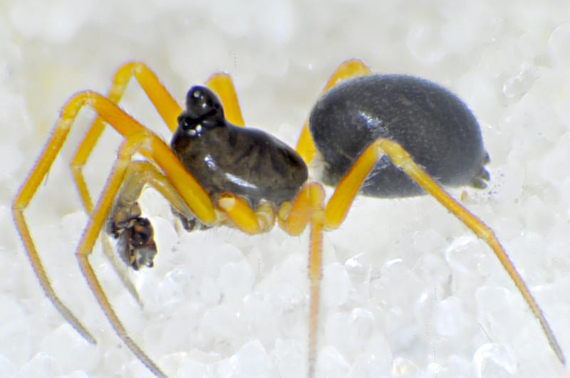 Datei:Entelecara acuminata lateral-800.jpg – Wiki der Arachnologischen ...