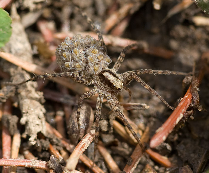 Lycosidae – Wiki der Arachnologischen Gesellschaft e. V.