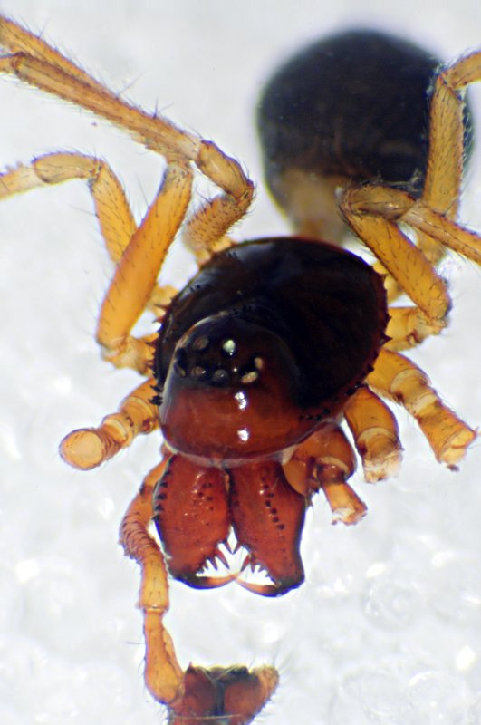 Datei:Erigone dentipalpis (020611-471-2) 1 frontal.jpg – Wiki der ...