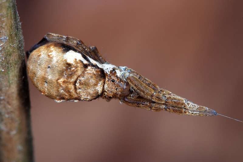 Hyptiotes paradoxus – Wiki der Arachnologischen Gesellschaft e. V.