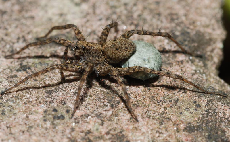 Datei:Hubert DSC 0094 Pardosa hortensis, SMNK-ARA 08756.jpg – Wiki der ...