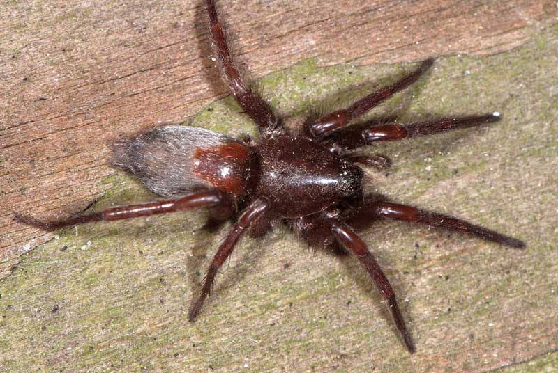 ID spider? Found in Slovakia (Europe) : r/spiders