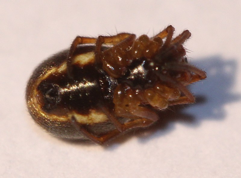 Datei:Hypsosinga sanguinea w ve Niederlande FBroekhuis.jpg – Wiki der ...