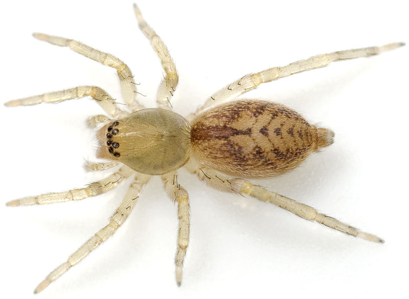 Clubiona comta – Wiki der Arachnologischen Gesellschaft e. V.