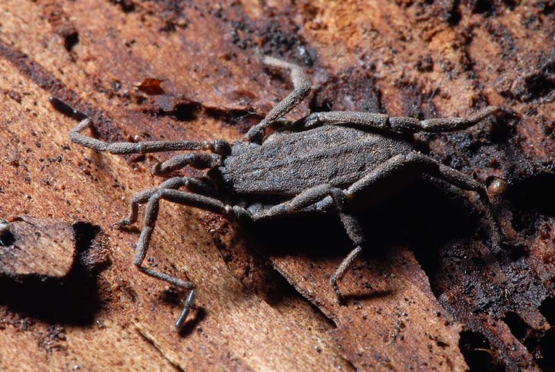 Trogulus martensi – Wiki der Arachnologischen Gesellschaft e. V.