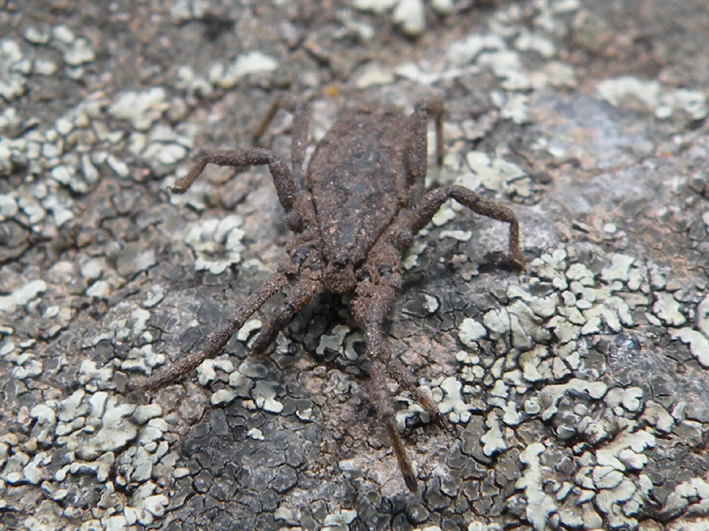 Calathocratus africanus – Wiki der Arachnologischen Gesellschaft e. V.