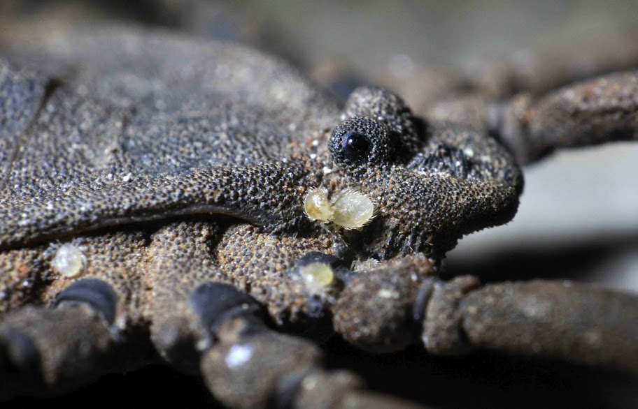 Datei:2010 4 Croatia Konavle 006 Vilina Trogulus torosus (63).jpg ...