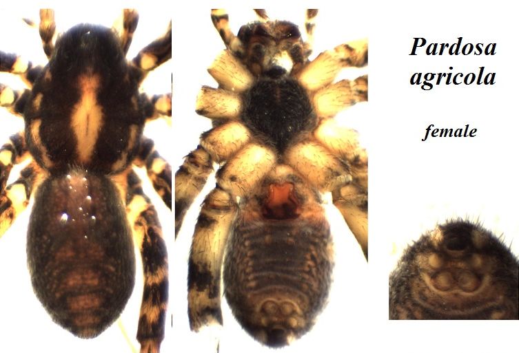 Datei:Pardosa agricola habitus female HLovbrekke.jpg – Wiki der ...