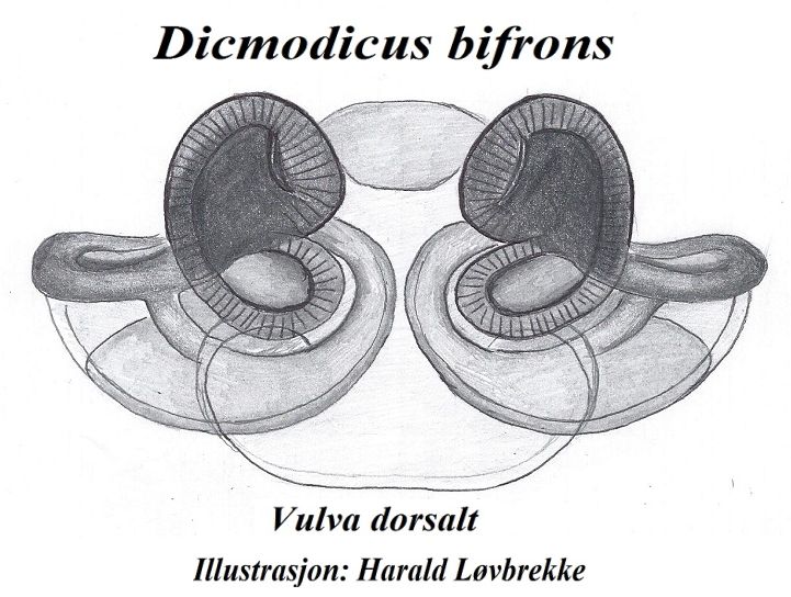 Datei:Dismodicus bifrons vulva dorsalt HLovbrekke.jpg – Wiki der ...