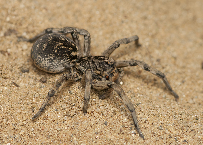 Datei:Geolycosa vultuosa female PS5677.JPG – Wiki der Arachnologischen ...