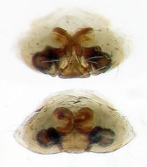Trichoncus sordidus – Wiki der Arachnologischen Gesellschaft e. V.