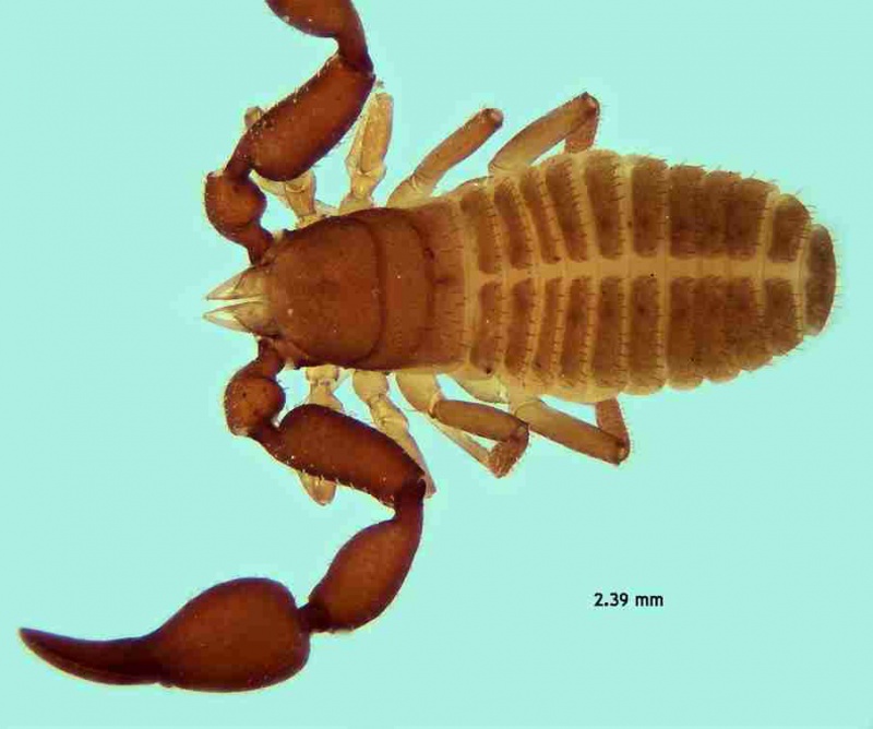 Dinocheirus panzeri – Wiki der Arachnologischen Gesellschaft e. V.