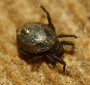 Arachnida – Wiki der Arachnologischen Gesellschaft e. V.