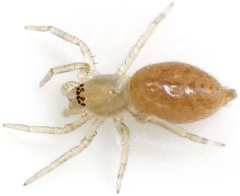 Clubiona comta – Wiki der Arachnologischen Gesellschaft e. V.