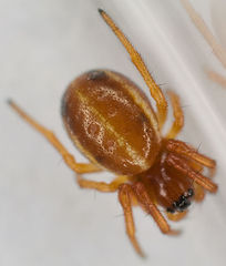 Hypsosinga sanguinea – Wiki der Arachnologischen Gesellschaft e. V.