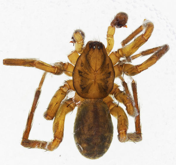 Agroeca dentigera – Wiki der Arachnologischen Gesellschaft e. V.