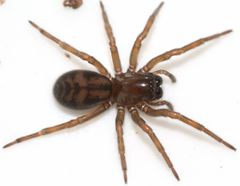 Callobius claustrarius – Wiki der Arachnologischen Gesellschaft e. V.