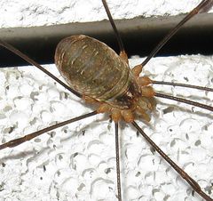 Häufige und charakteristische Weberknechte – Wiki der Arachnologischen ...