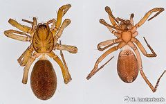 Agroeca proxima – Wiki der Arachnologischen Gesellschaft e. V.