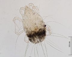 Glycyphagidae – Wiki der Arachnologischen Gesellschaft e. V.