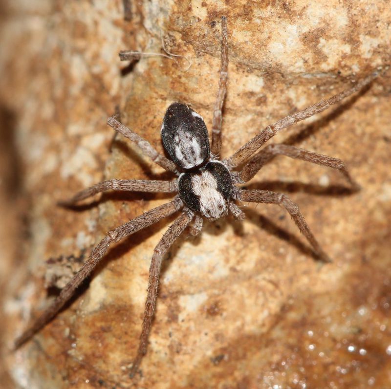 Pulchellodromus pulchellus – Wiki der Arachnologischen Gesellschaft e. V.