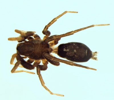 Micaria triguttata – Wiki der Arachnologischen Gesellschaft e. V.