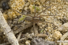 Agroeca lusatica – Wiki der Arachnologischen Gesellschaft e. V.