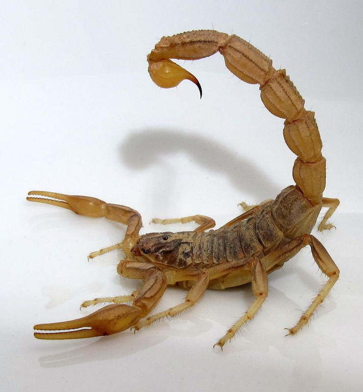 Buthidae – Wiki der Arachnologischen Gesellschaft e. V.