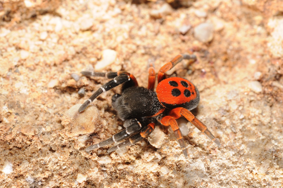 Datei:Eresus hermani DSC 1075.JPG – Wiki der Arachnologischen ...