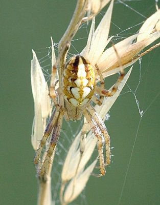 Neoscona – Wiki der Arachnologischen Gesellschaft e. V.