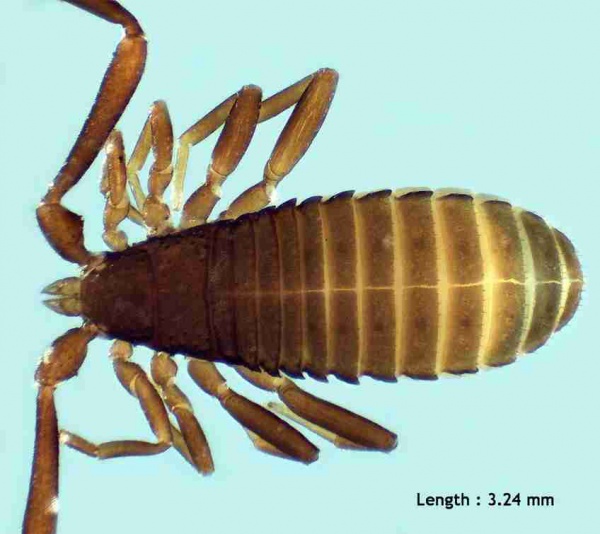 Cheliferidae – Wiki der Arachnologischen Gesellschaft e. V.