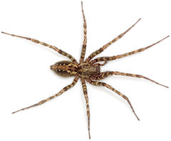 Hausspinnen – Wiki der Arachnologischen Gesellschaft e. V.