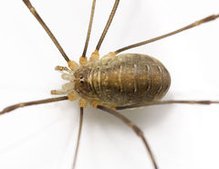 Häufige und charakteristische Weberknechte – Wiki der Arachnologischen ...