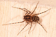 Hausspinnen – Wiki der Arachnologischen Gesellschaft e. V.