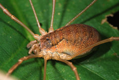 Häufige und charakteristische Weberknechte – Wiki der Arachnologischen ...