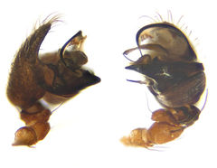 Hypsosinga sanguinea – Wiki der Arachnologischen Gesellschaft e. V.