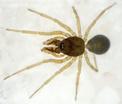 Erigone atra – Wiki der Arachnologischen Gesellschaft e. V.