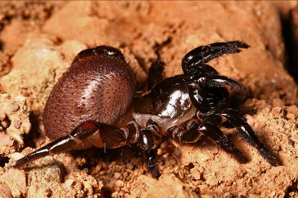 Ummidia algarve – Wiki der Arachnologischen Gesellschaft e. V.