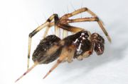 Dipoena melanogaster – Wiki der Arachnologischen Gesellschaft e. V.