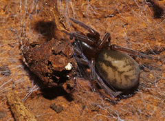 Callobius claustrarius – Wiki der Arachnologischen Gesellschaft e. V.