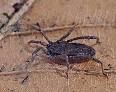 Trogulus tricarinatus – Wiki der Arachnologischen Gesellschaft e. V.